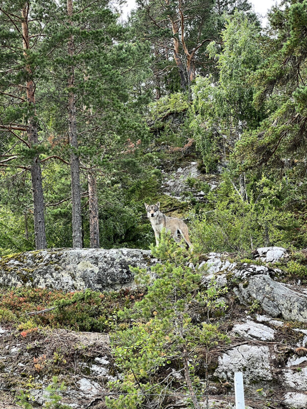 Doen in Noresund - Noorwegen - OhMyFoodness